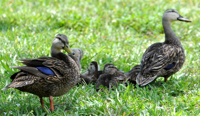 HP Wildlife Photos – Welcome to HP Residents